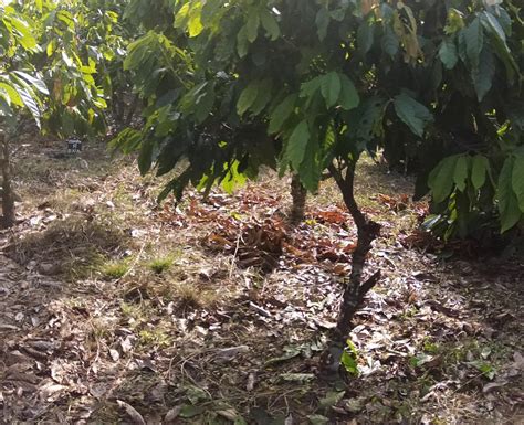 Karaagroaidrone Based Agricultural Dataset For Crop Yield Estimation