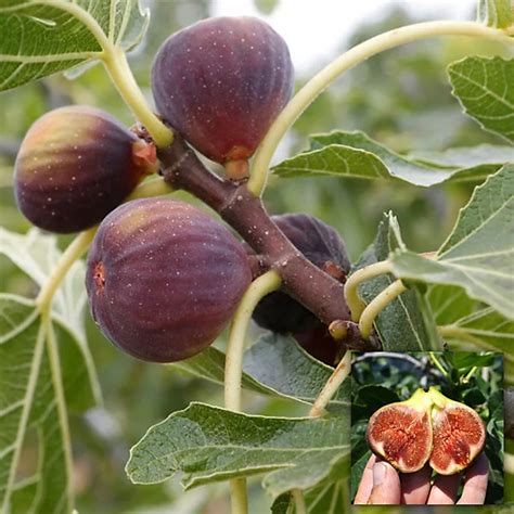 Ficus Brown Turkey Dwarf Fig Tree With Sweet Fruits Compact Size