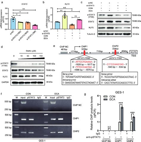 After Dca Treatment P Stat3 Activates Klf5 Expression By Binding To Download Scientific