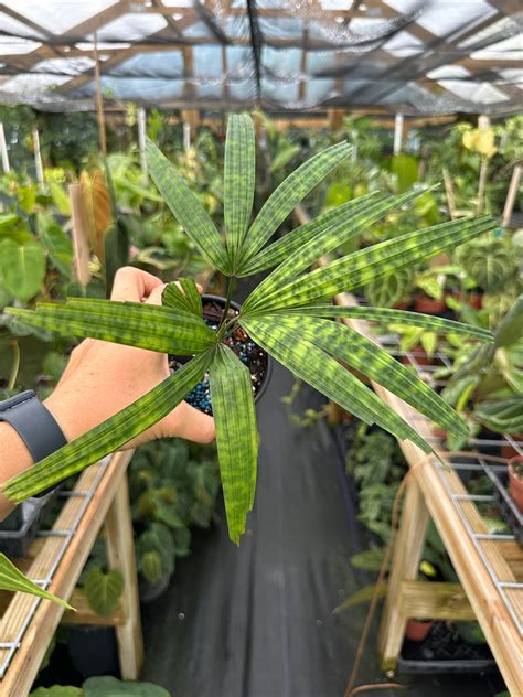 Licuala Mattanensis Mapu Top Notch Tropical