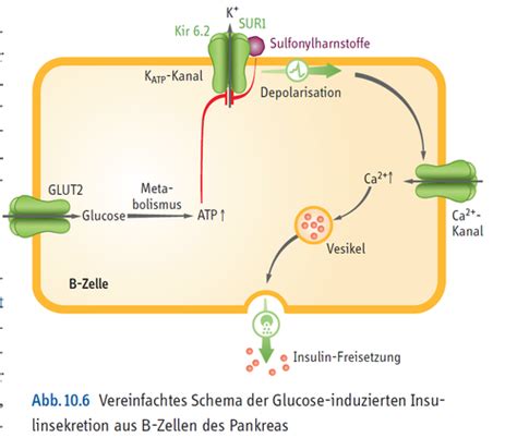 Sulfonylharnstoffe Und Glinide Hmg Coa Reduktase Hemmer Va