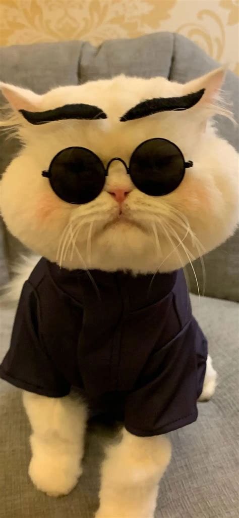 100张超可爱的全面屏猫咪壁纸 知乎
