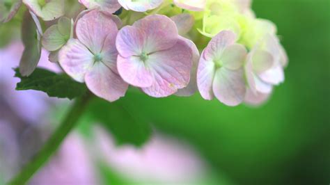 雨に濡れる紫陽花のワイド壁紙1920x1080 カレンダー壁紙館 昴 無料ワイド