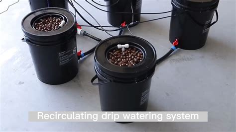 Dwc Recirculating Drip Hydroponic System 5 Gallon Clone Bucket Hydroponic Container Buy
