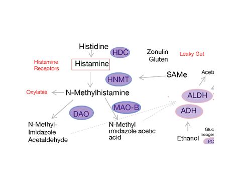 Histamine Signaling Pathway At Nancy Mcdaniel Blog