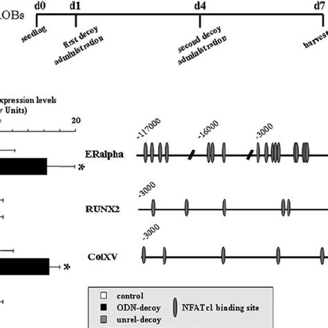Analysis Of Er α Runx2 And Colxv Expression By Quantitative Rt Pcr