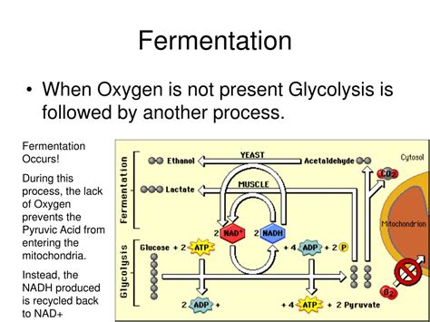 Why Is Oxygen Bad For Fermentation At Kiara Cann Blog
