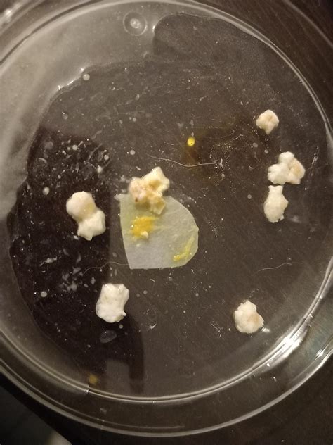 My Physarum Polycephalum Isnt Growing R Physarum