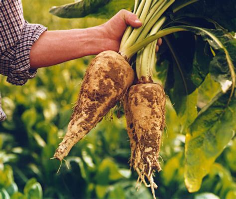 How To Grow Chicory And Harvest Chicory A Step By Step Guide