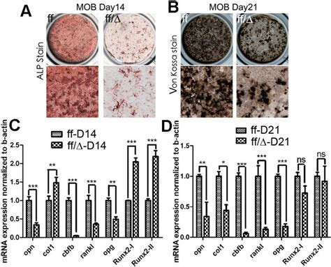 Deletion Of Core Binding Factor β Cbfβ In Mesenchymal Progenitor