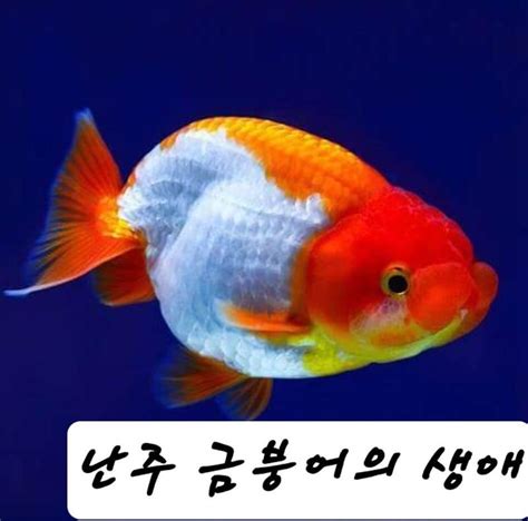난주 금붕어 아름다운 빛깔과 특이한 형태를 가진 애완어류