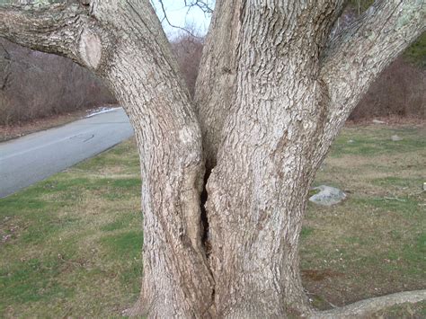 Tree Cablingbracing And Support Systems Hamilton Tree And Landscape