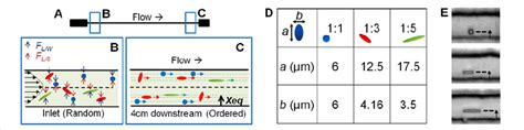A B C The Microfluidic Device Used For Shape Based Separation