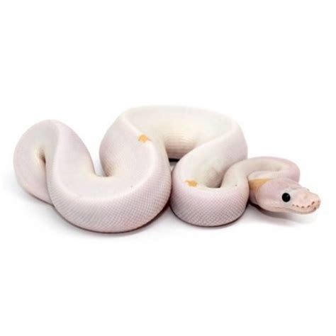 Python Royal Super Fire Python Regius