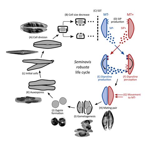 The Life Cycle Of Seminavis Robusta The S Robusta Life Cycle Is
