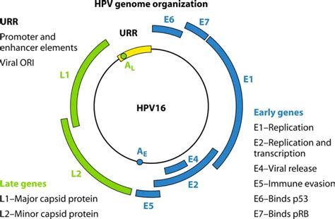Human Papillomavirus Hpv Definition Structure Genome Replication