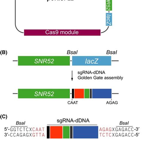 Design Of A Crisprcas9 Vector For A Gossypiia Schematic Map Of The