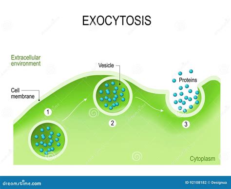 Exocytosis Stock Image 59876491