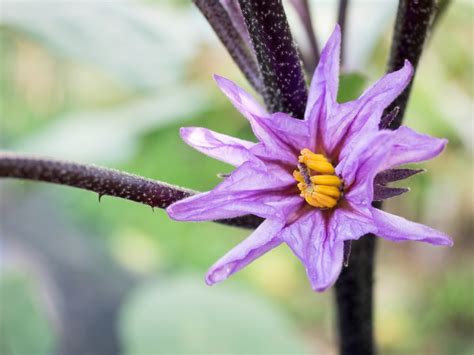 Eggplant Flowers Pollinate At Victoria Melrose Blog