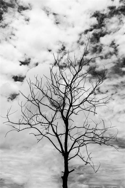 The Tree Branch Of Green Leaves On A Big Tree Nature Background Stock