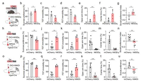 科学家揭示下丘脑回路神经元兴奋性 抑制性紊乱介导抑郁的发生