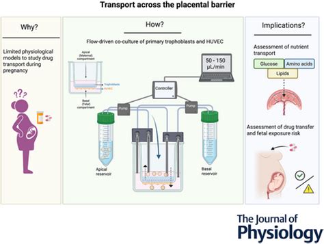 A Primary Cell‐based Fluidic Co‐culture Model To Investigate Drug