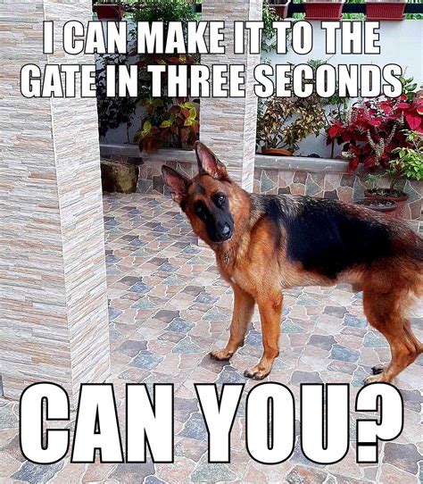55 German Shepherd Memes To Brighten Your Day