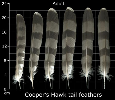 Hawk Feather Identification