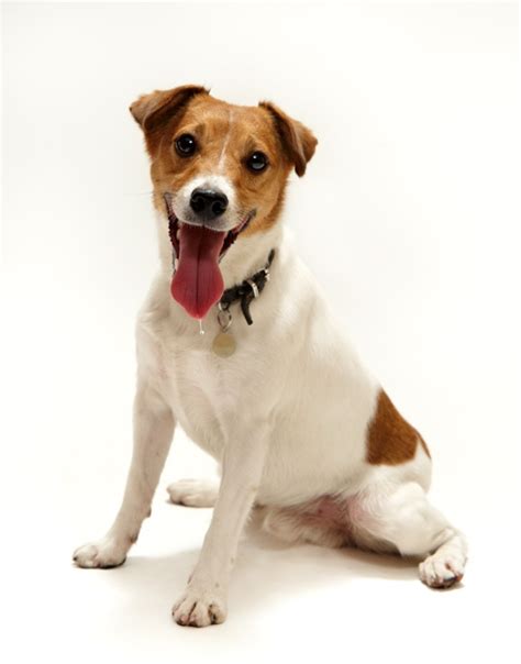 Джек рассел терьер - Породы собак - Marchelache