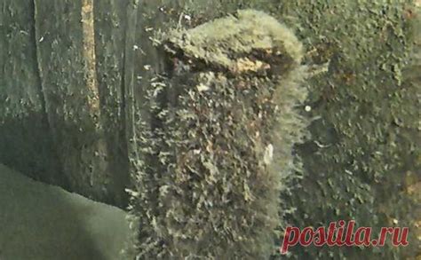 Welt сообщила о сотрудничестве ФРГ Швеции и Дании по делу Nord Stream Как от Новости Постила