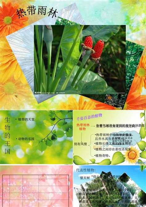 热带雨林的动植物PPT模板下载 编号laddepnq 熊猫办公