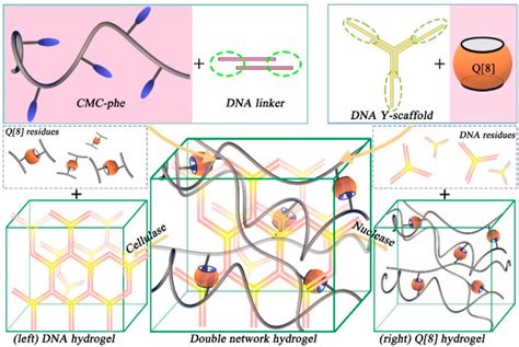 Preparation And Biomedical Applications Of Cucurbit N Uril Based Supramolecular Hydrogels Pmc