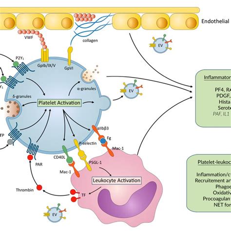 Plateletleukocyte Aggregates Plas Analyzed With Flow Cytometry A