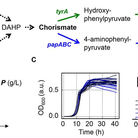 An Overview Of The Experimental And Computational Analyses A Flow
