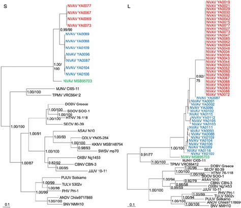 Phylogenetic Trees Generated By The Maximum Likelihood And Bayesian Download Scientific