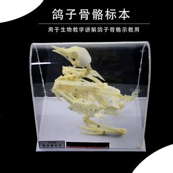 鸽骨骼标本鸟类骨骼标本生物标本鸽子骨架模型教学仪器初中高中生【图片 价格 品牌 报价】 京东