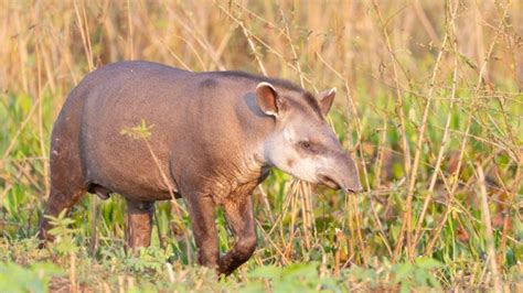 Közönséges Tapír Tapirus Terrestris Jellemzői Táplálkozása