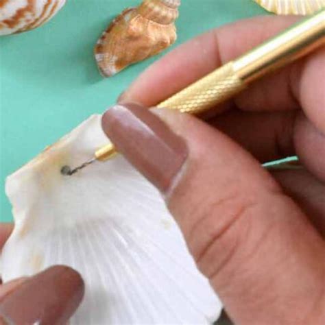 How To Make A Hole In A Seashell Without Breaking It
