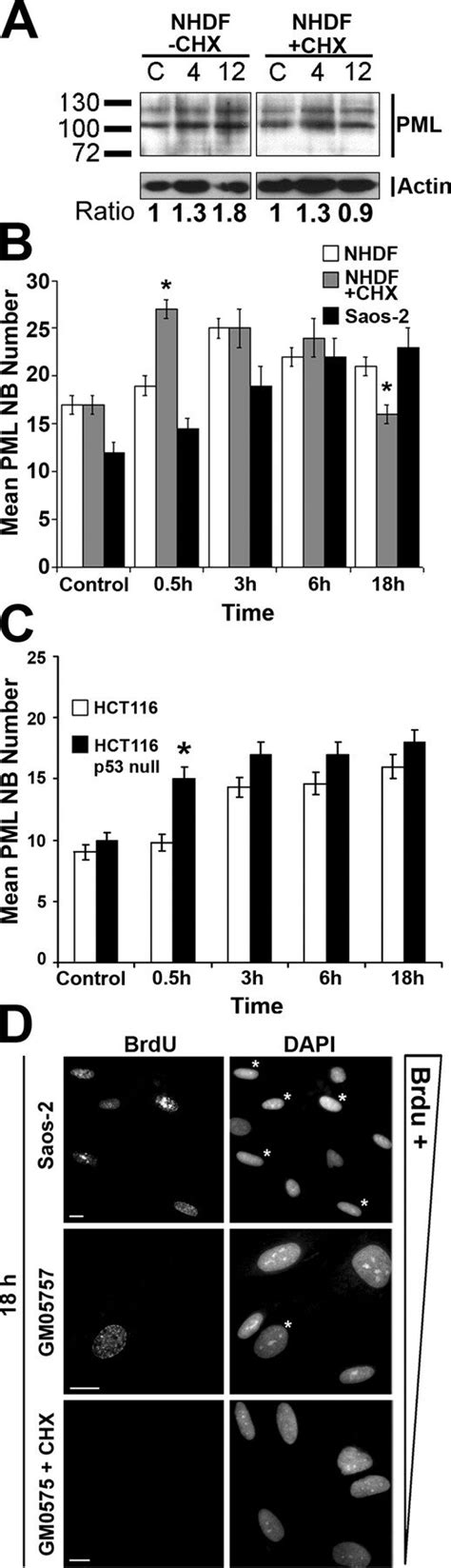 The Increase In Pml Nb Number In Response To Dsbs Is Independent Of New