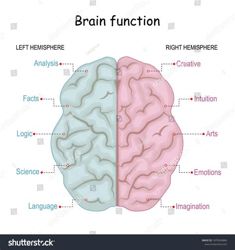 Left Side Of The Brain Diagram Versus Letters Human Brain Right And
