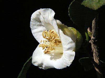 Weblog 和みの庭 47 椿 2011 アーカイブ