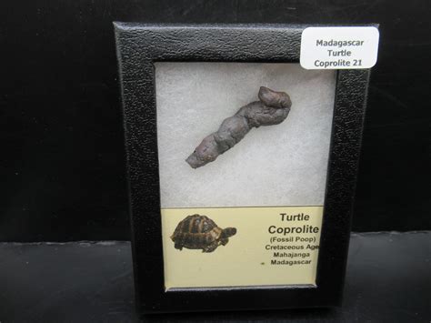 Turtle Coprolite Poop Madagascar 21 Fossils For Sale