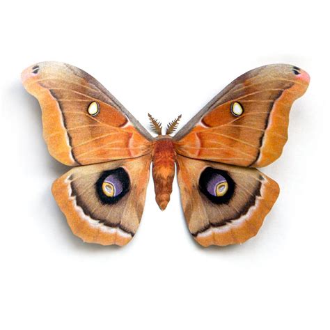 Polyphemus Moth Moth Art Insect Art Mobile Art