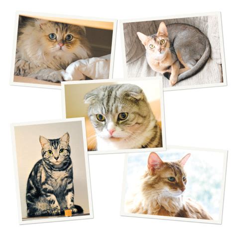 猫ブームで懸念高まる 猫に広がる遺伝性疾患 犬や猫ともっと幸せにをコンセプトにしたWEBメディアsippo