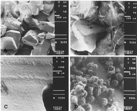 Scanning Electron Microscope Image Of Porous Silicone Implant Before
