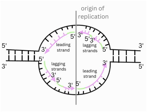 Draw A Replication Bubble With Both Replication Forks And La Quizlet