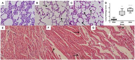 Photomicrographs Of The Lung And Heart Tissues Hande 6 400 Normal