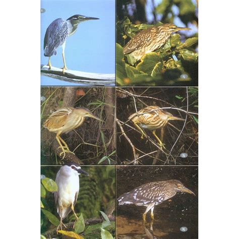Wildlife Of Seychelles Veldshop