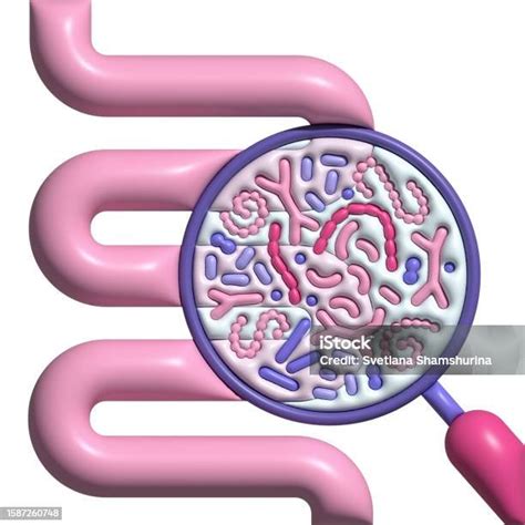 추상적인 인간의 창자와 돋보기 장내 마이크로바이옴 개념입니다 Sibo 장 누수 증후군 및 칸디다 성장 흰색 배경에 분리된 볼륨 그림입니다 창자에 대한 스톡 사진 및 기타