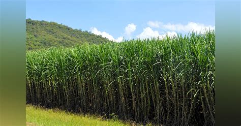 Sugarcane Farm